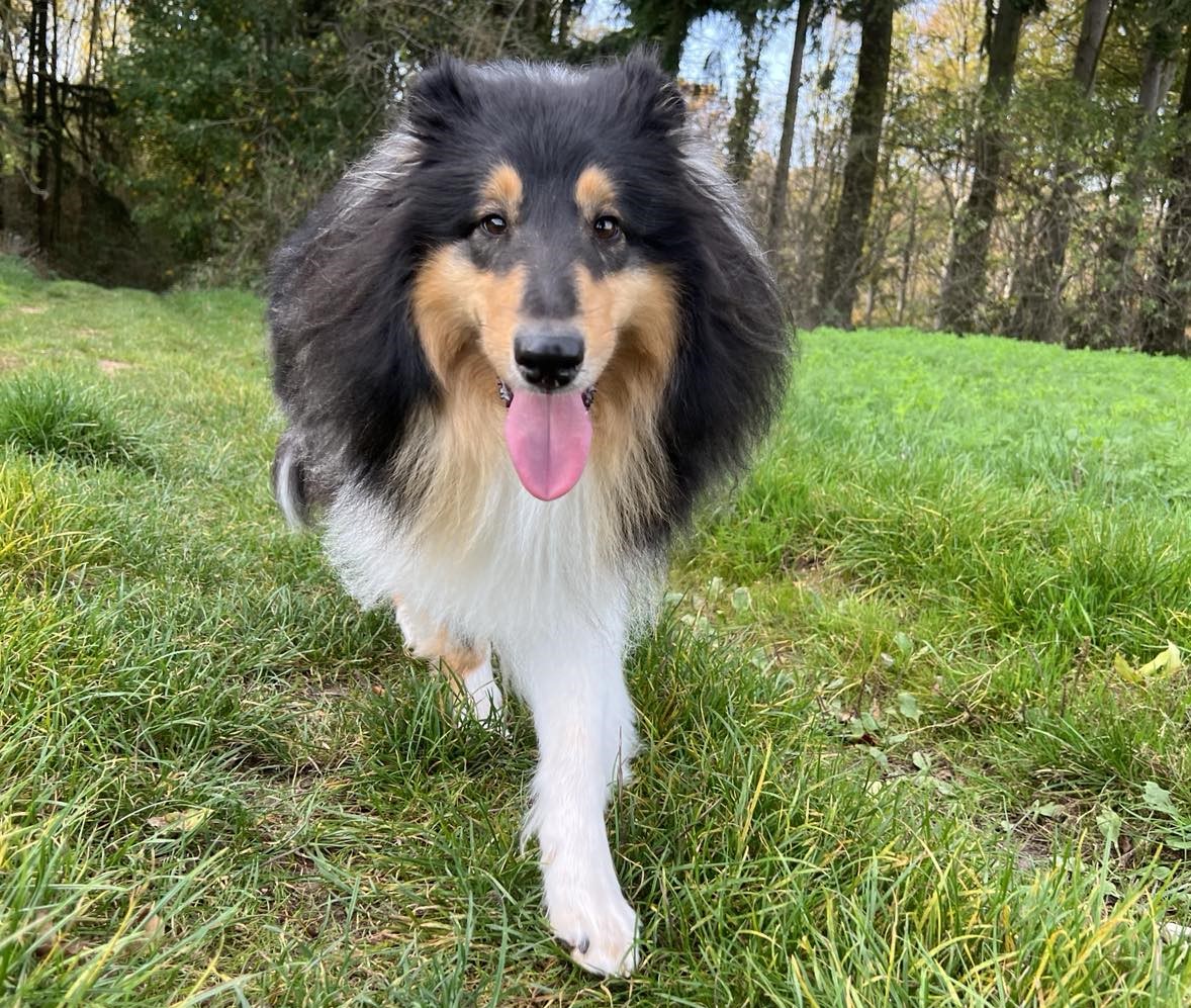 Le caractère et le comportement du Colley